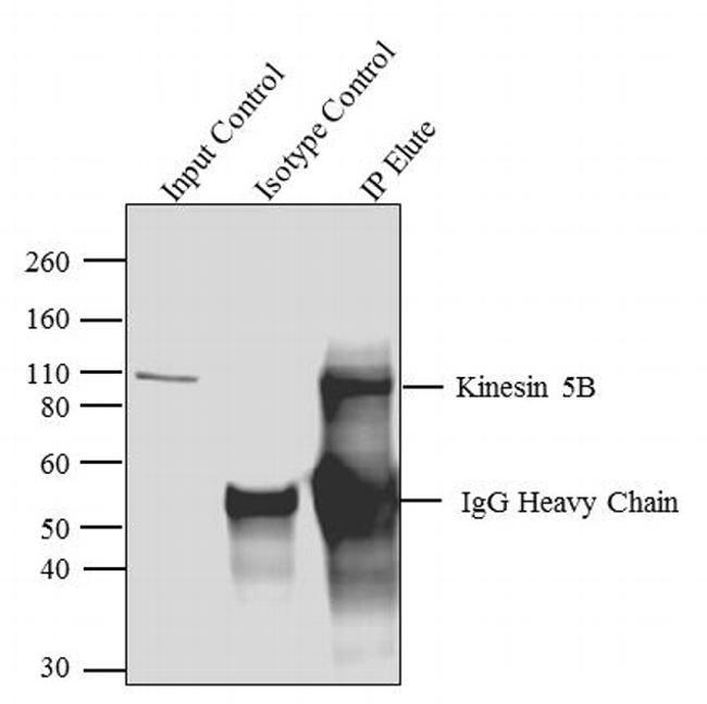 - LS-C355604 - LSBio KIF5B antibody | Antibodypedia
