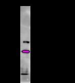 - LS-C342308 - LSBio ATF2 antibody | Antibodypedia
