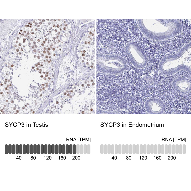- HPA039635 - Atlas Antibodies SYCP3 antibody | Antibodypedia