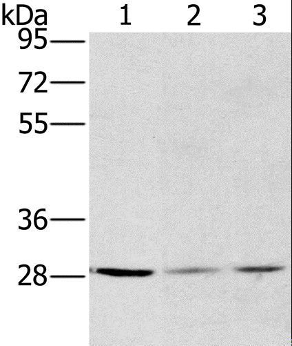 - LS-C401748 - LSBio HSD17B12 antibody | Antibodypedia