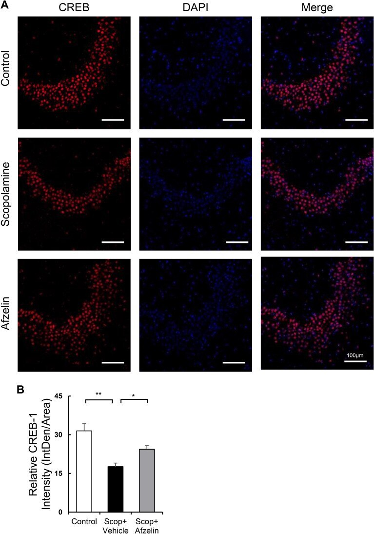 - 35-0900 - Invitrogen Antibodies CREB1 antibody | Antibodypedia