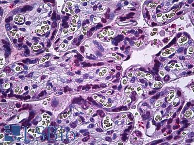 - LS-B5748 - LSBio IRX2 antibody | Antibodypedia